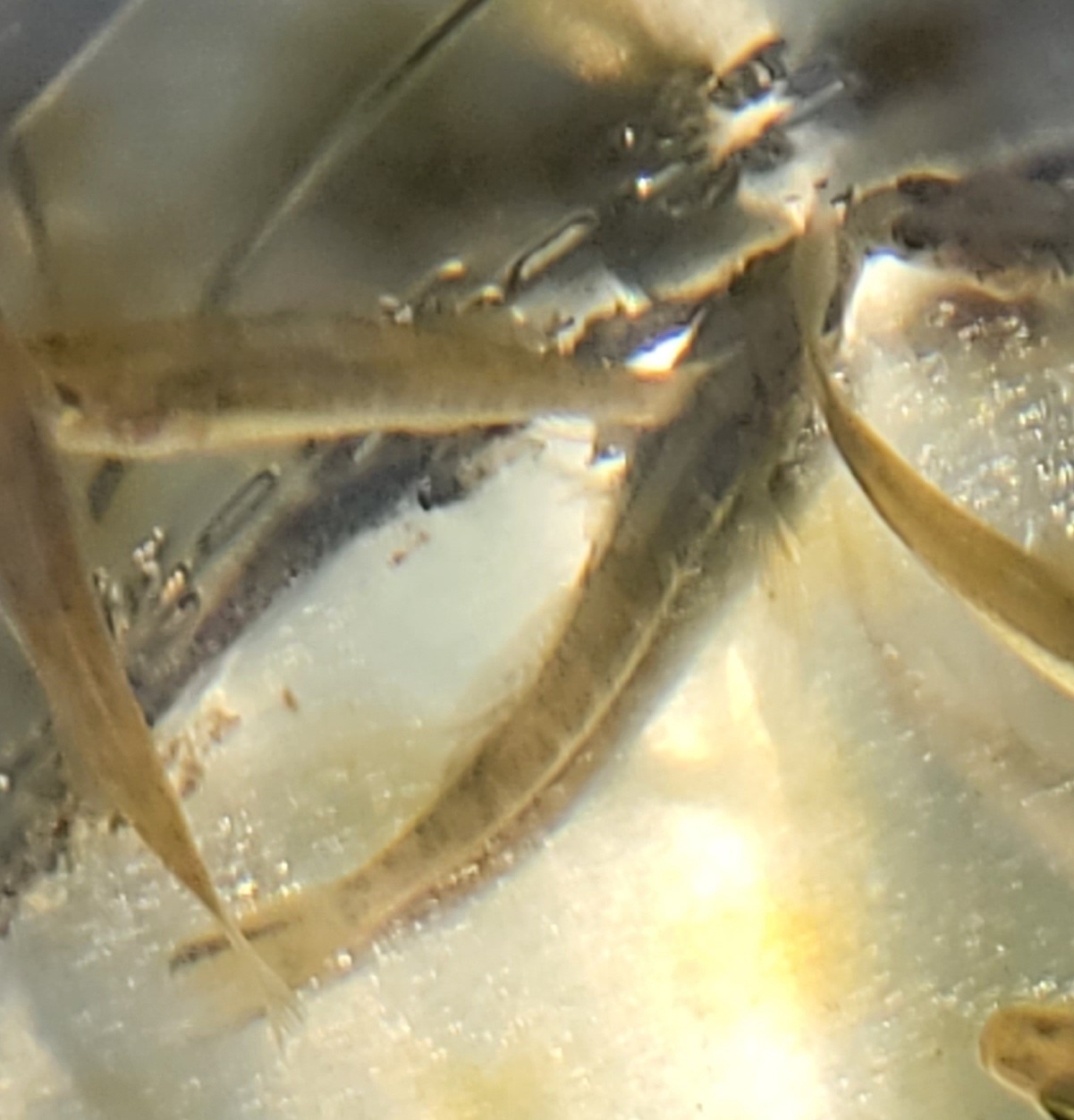 Micropercops swinhonis (Günther, 1873)