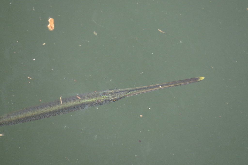Duckbill Garfish from Cairns QLD, Australia on February 24, 2018 at 08: ...