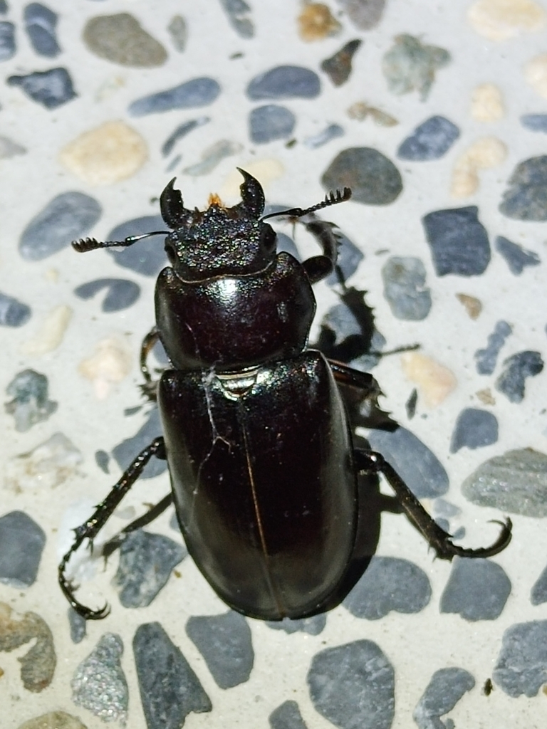 Lucanus maculifemoratus taiwanus from 546台灣南投縣仁愛鄉合作村 on July 05, 2021 ...