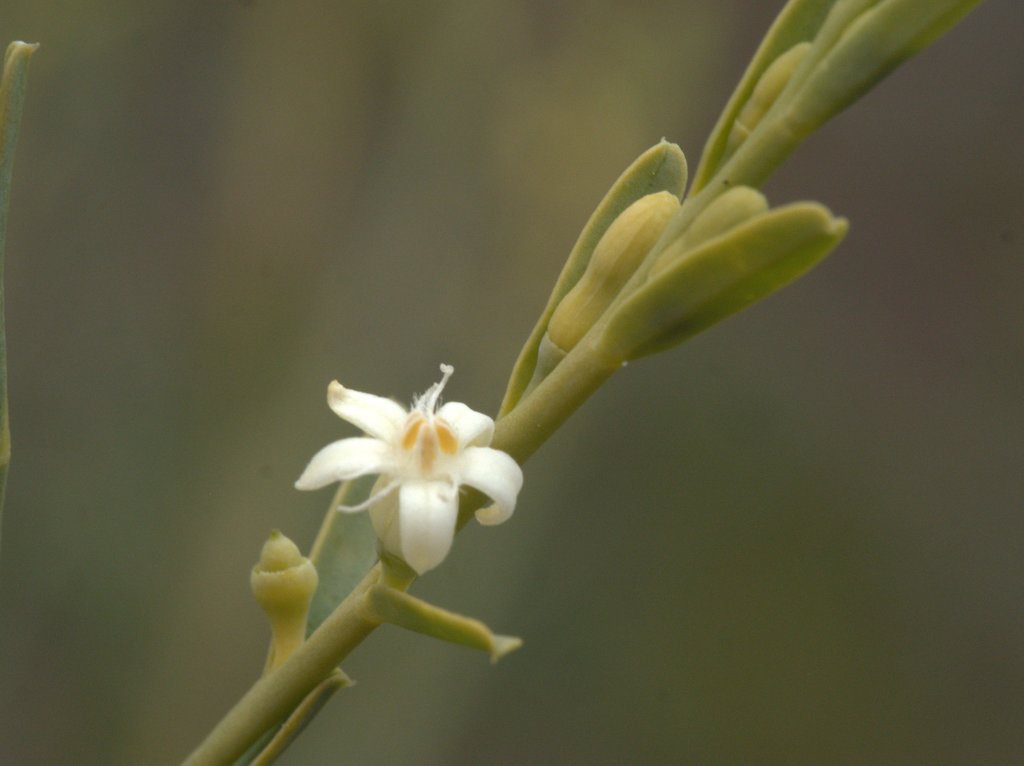 Olax stricta from Pyramids Rd, Ballandean QLD 4382, Australia on 14 de ...