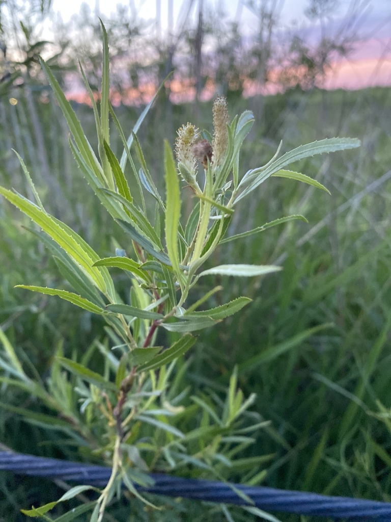 interior sandbar willow from Lake Michigan, IL, US on July 09, 2021 at ...
