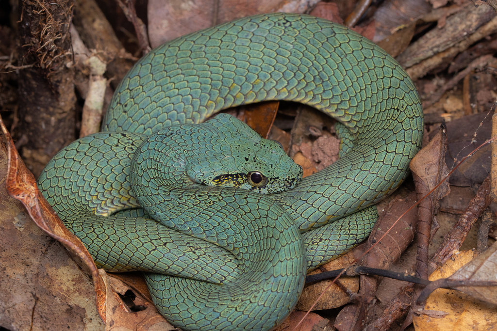 Guianan Green Snake from Roura, Guyane française on March 9, 2020 at 05 ...