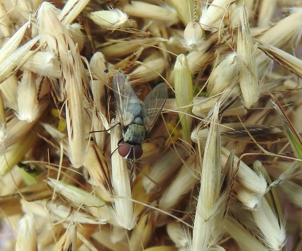 Strongygaster globula from Medvenskiy rayon, Kursk, Russia on July 5 ...