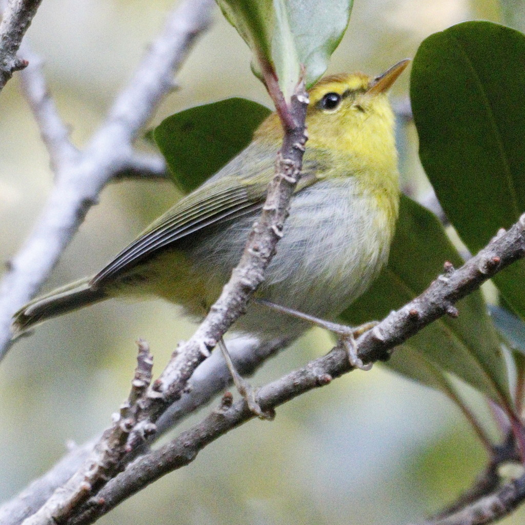 Phylloscopus ruficapilla voelckeri from Garden Route Botanical Garden ...