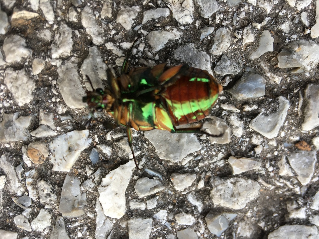 Common Green June Beetle from N Olive Ave, Fayetteville, AR, US on July ...