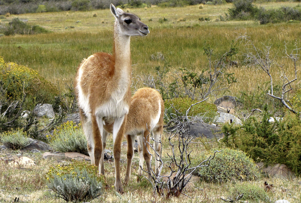 Even-toed Ungulates and Cetaceans (Artiodactyla) - Know Your Mammals