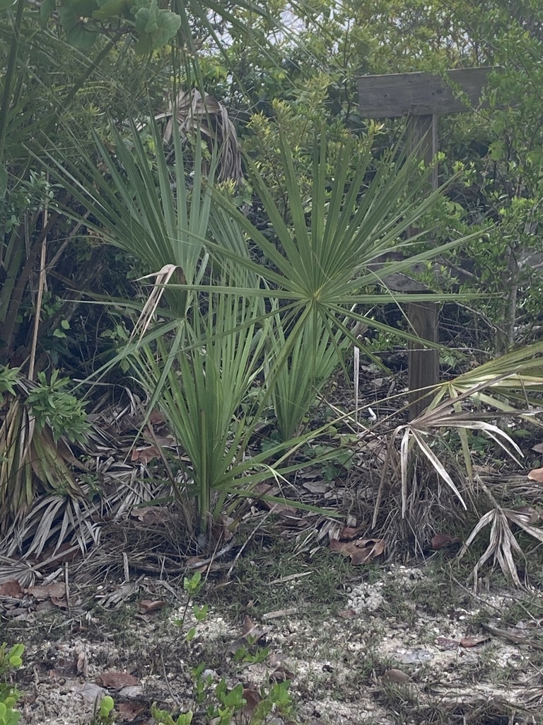 Coryphoideae from Black Island, Bonita Springs, FL, US on July 14, 2021 ...