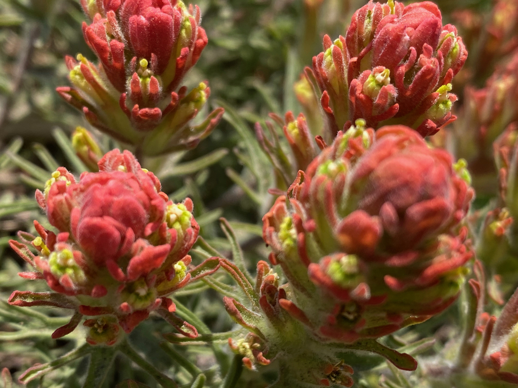 Cobwebby Paintbrush from Crater Lake, Watchman Peak overlook, Klamath ...
