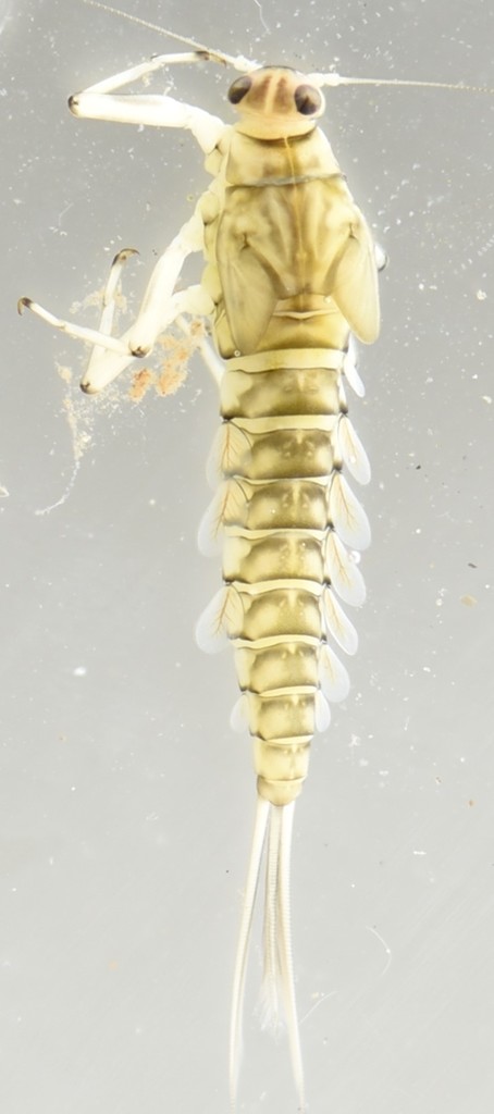 Baetis harrisoni in July 2021 by Rob Palmer · iNaturalist