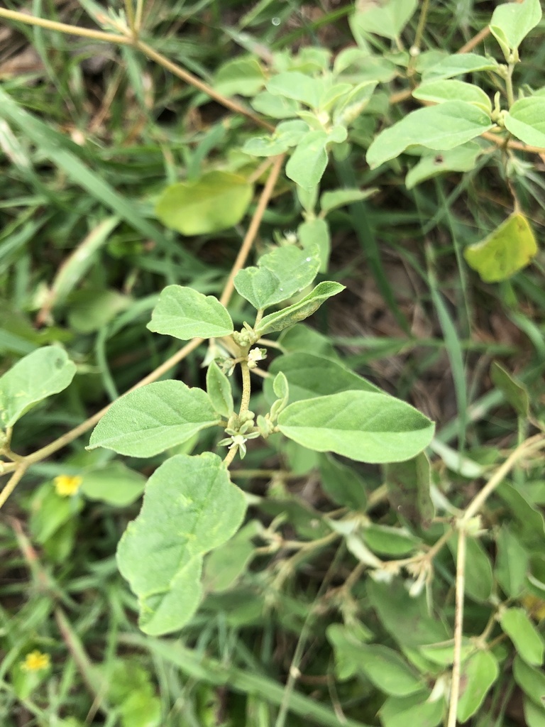 Prairie Tea from Tradinghouse Creek St, Georgetown, TX, US on July 14 ...