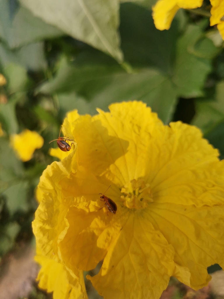 Aulacophora indica from 中国四川省南充市阆中市 on July 14, 2021 at 08:33 AM by ...