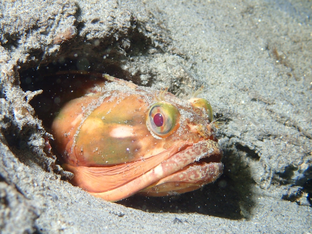 Sarcastic Fringehead (Neoclinus blanchardi) - Marine Life Identification