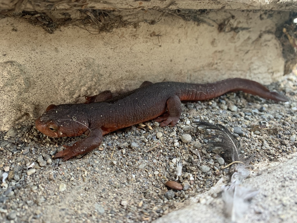 Sierra Newt from Tucumcari Way, Sacramento, CA, US on July 14, 2021 at ...