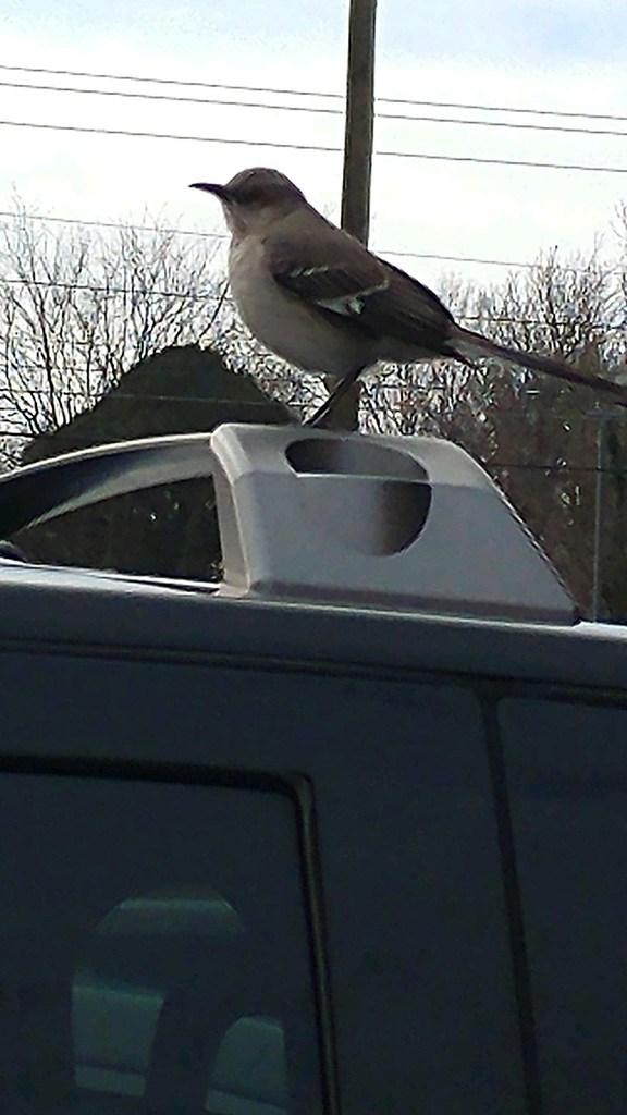Northern Mockingbird from Huntsville, AL, USA on February 3, 2018 at 10 ...