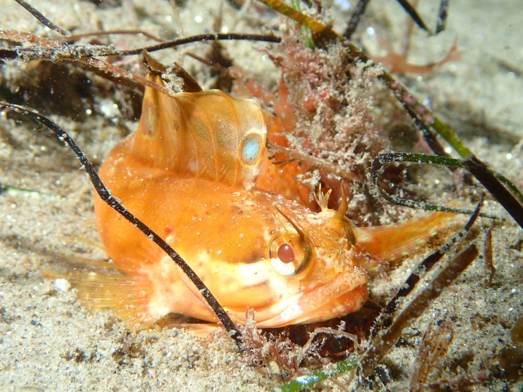 Sarcastic Fringehead (Neoclinus blanchardi) - Marine Life Identification