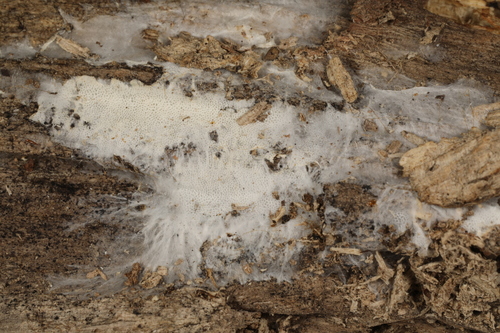 Trechispora regularis · iNaturalist