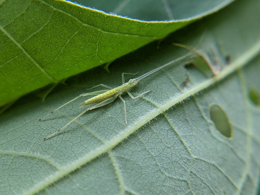 Common Tree Crickets from EwA at the Fells on July 14, 2021 by ...