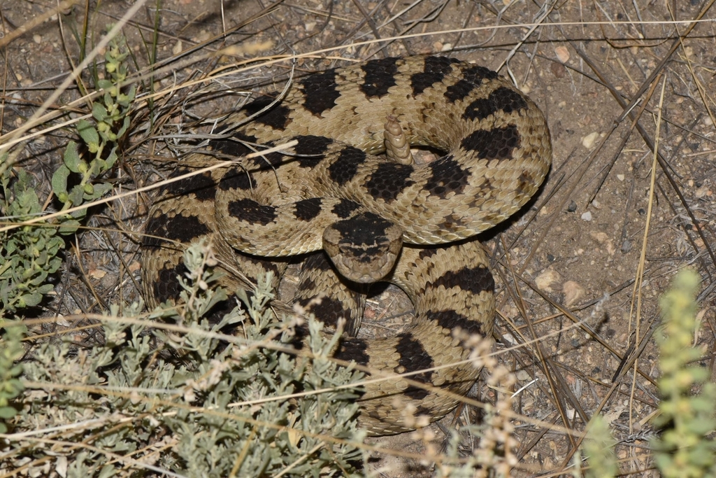 Great Basin Rattlesnake in July 2021 by Joey Santore. Thanks Larry ...