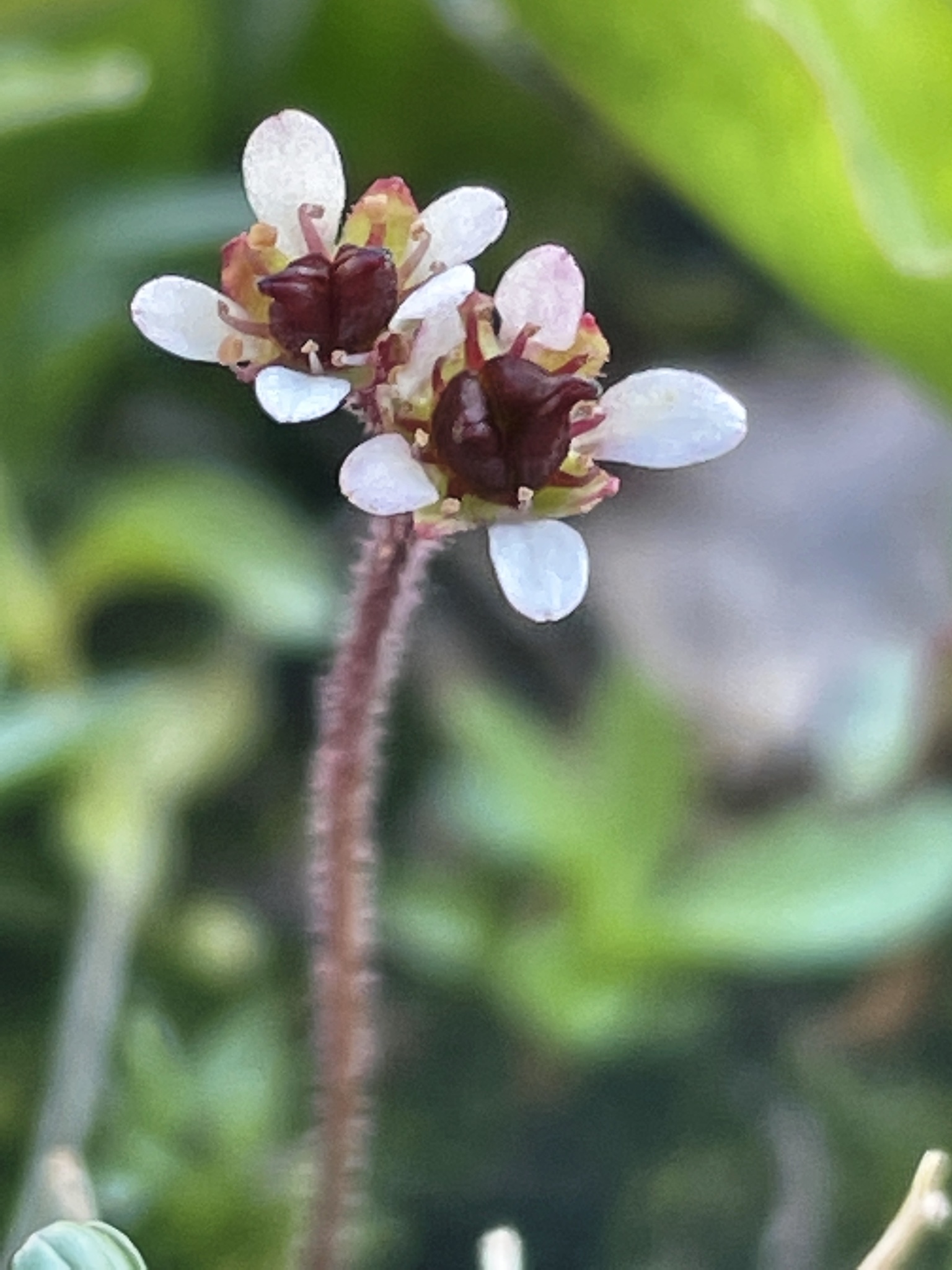 Micranthes tenuis (Wahlenb.) Small