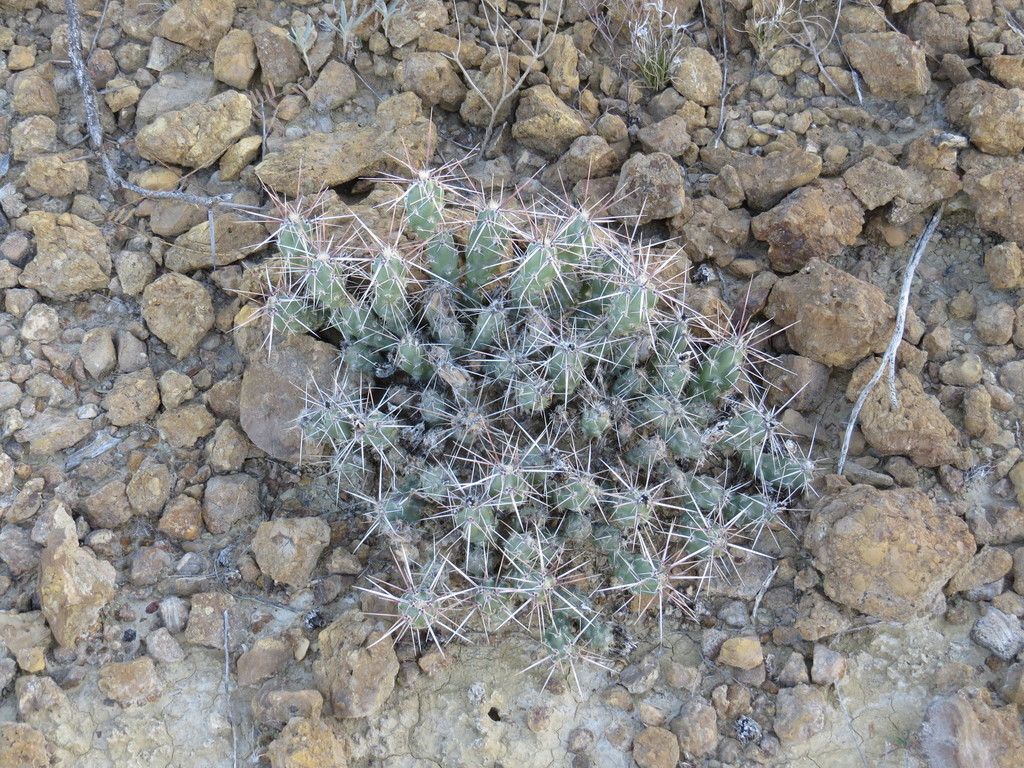 Big Bend Prickly Pear (Flowering Plants of the Trans-Pecos of Texas ...