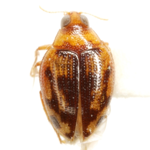 Haliplus lewisii · iNaturalist