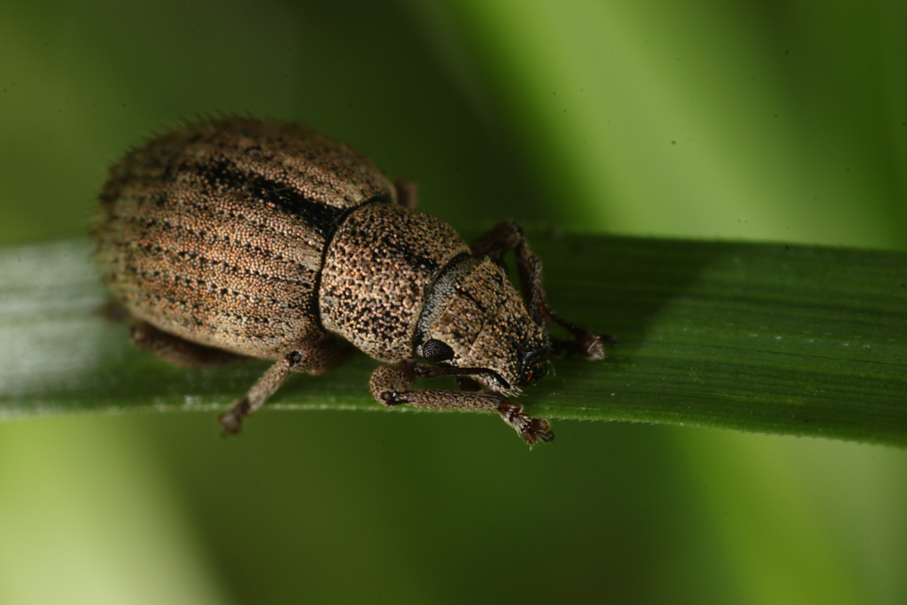 Broad-nosed Weevils (Common Sydney Invertebrate Groups) · iNaturalist