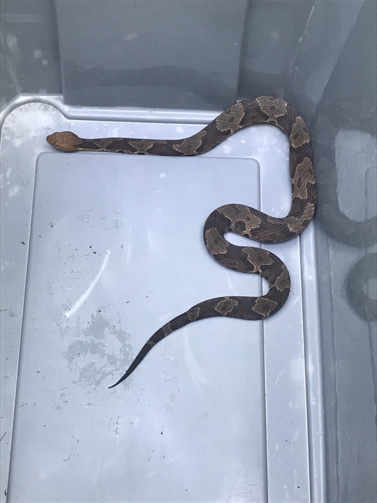Eastern Copperhead from Daniel Boone National Forest, Pine Ridge, KY ...