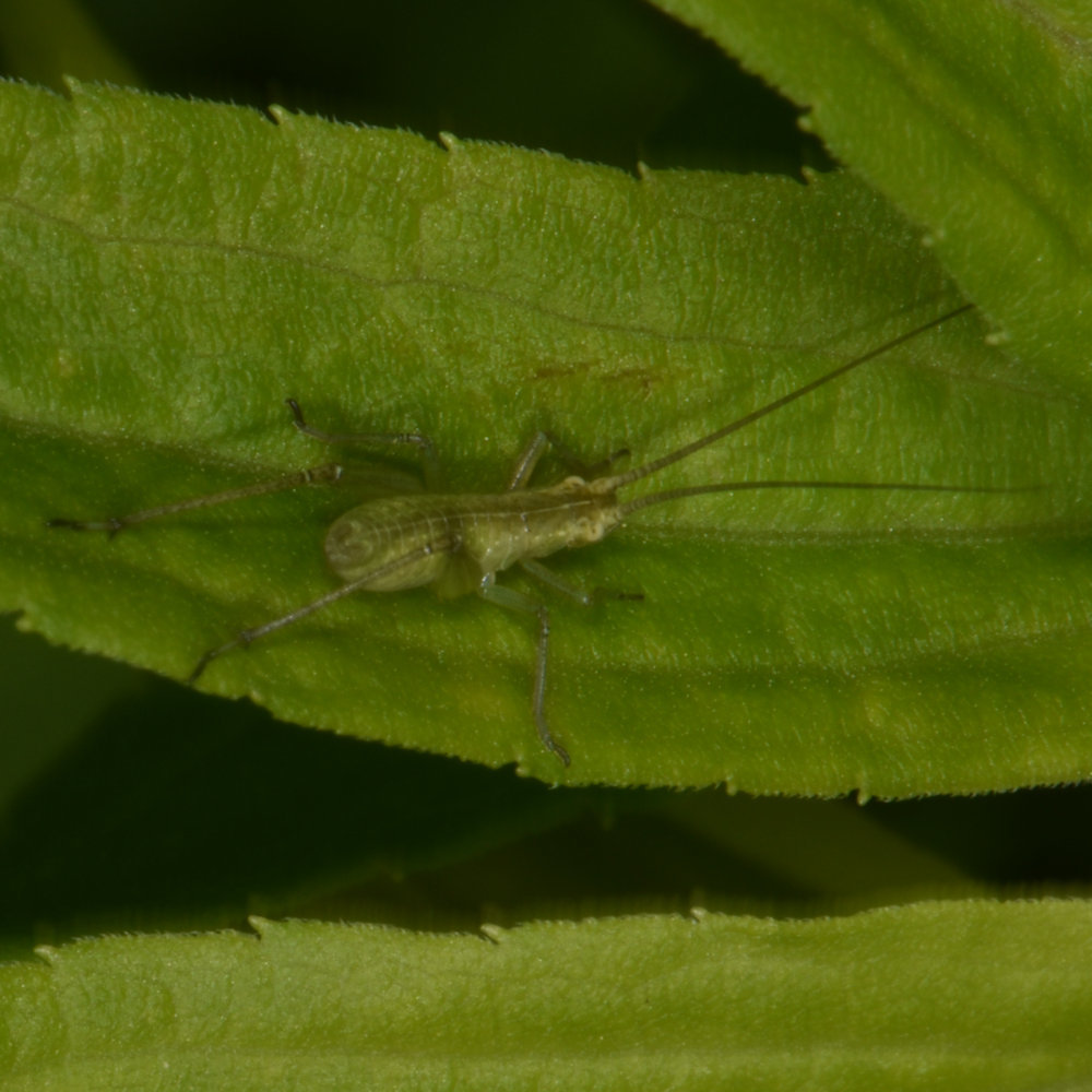 Common Tree Crickets from Waterloo, ON, Canada on July 12, 2021 at 03: ...