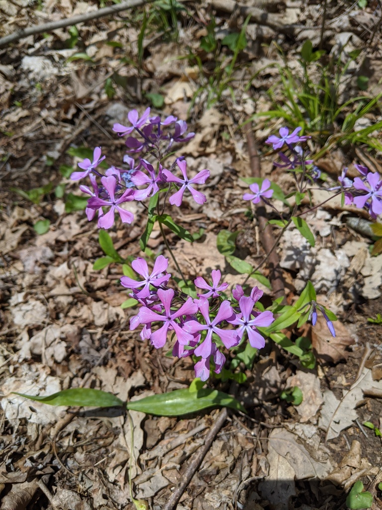 wild blue phlox from Adams, Ohio, United States on April 22, 2020 at 02 ...