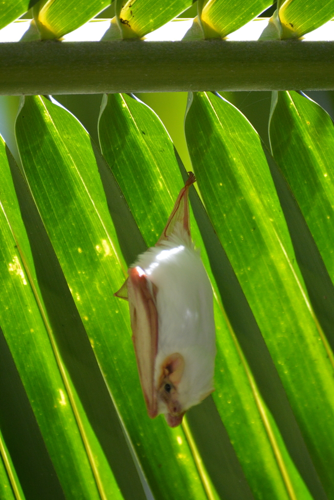 Northern Ghost Bat from La Huerta, Jal., México on July 14, 2021 at 05: ...