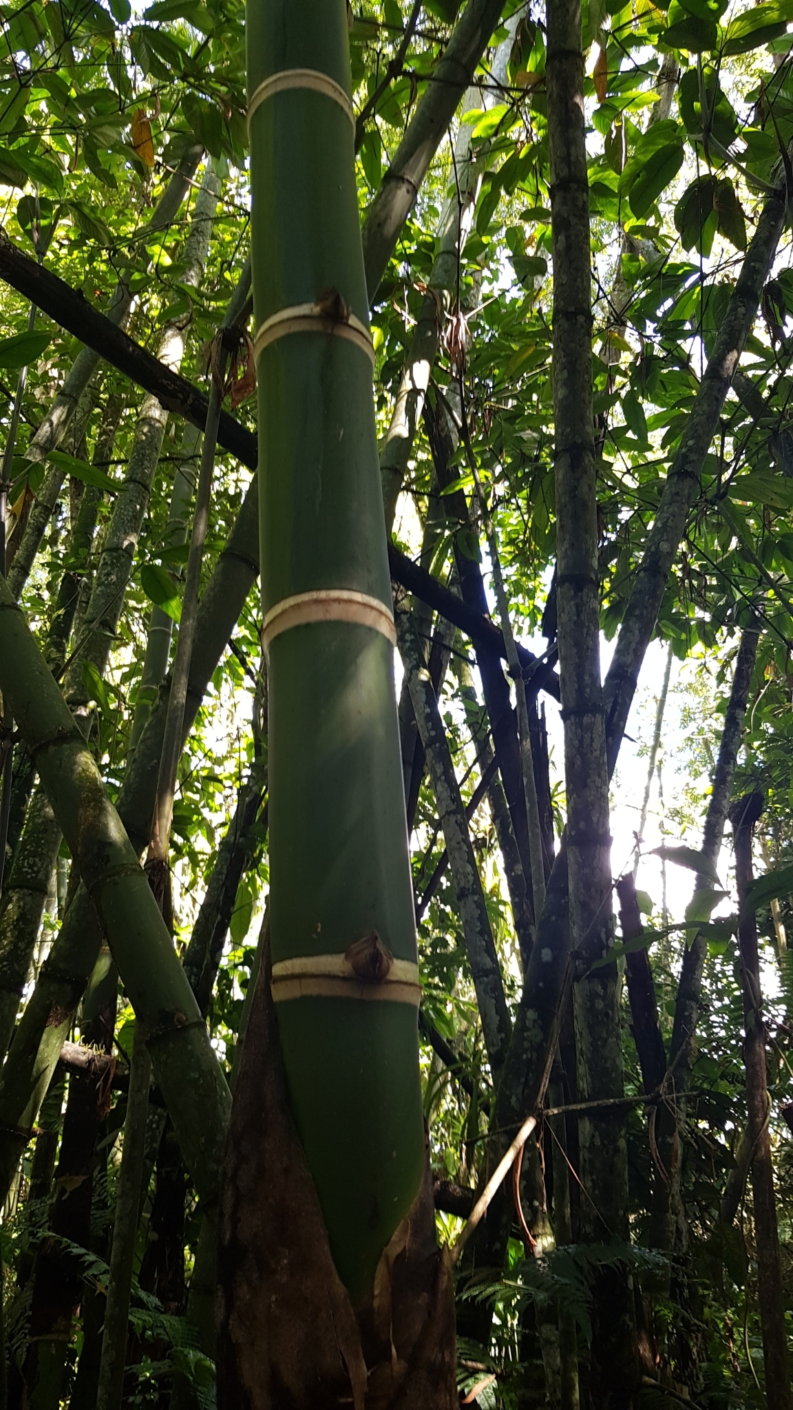 Guadua angustifolia Kunth