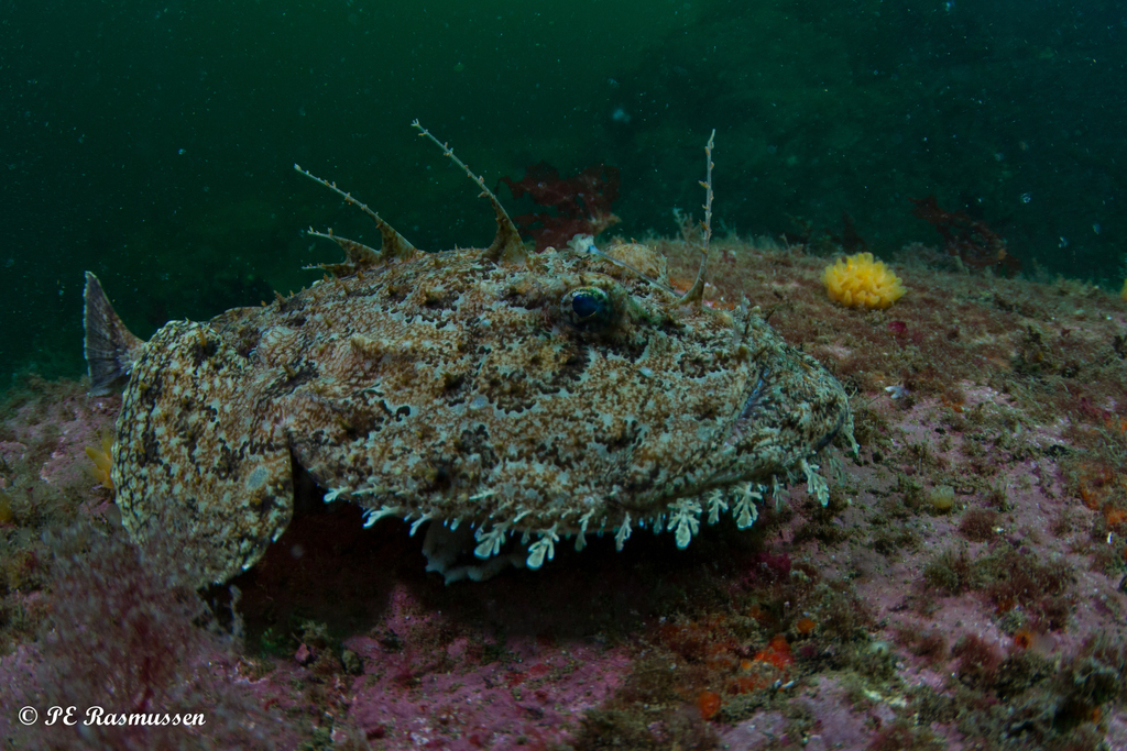 Angler (Lophius piscatorius) - Marine Life Identification