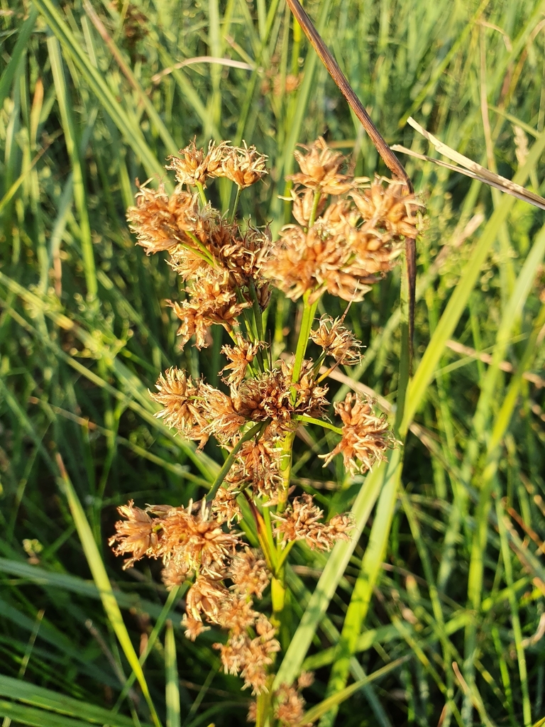 Swamp Sawgrass from Wicken, UK on July 14, 2021 at 07:20 PM by Jonathan ...