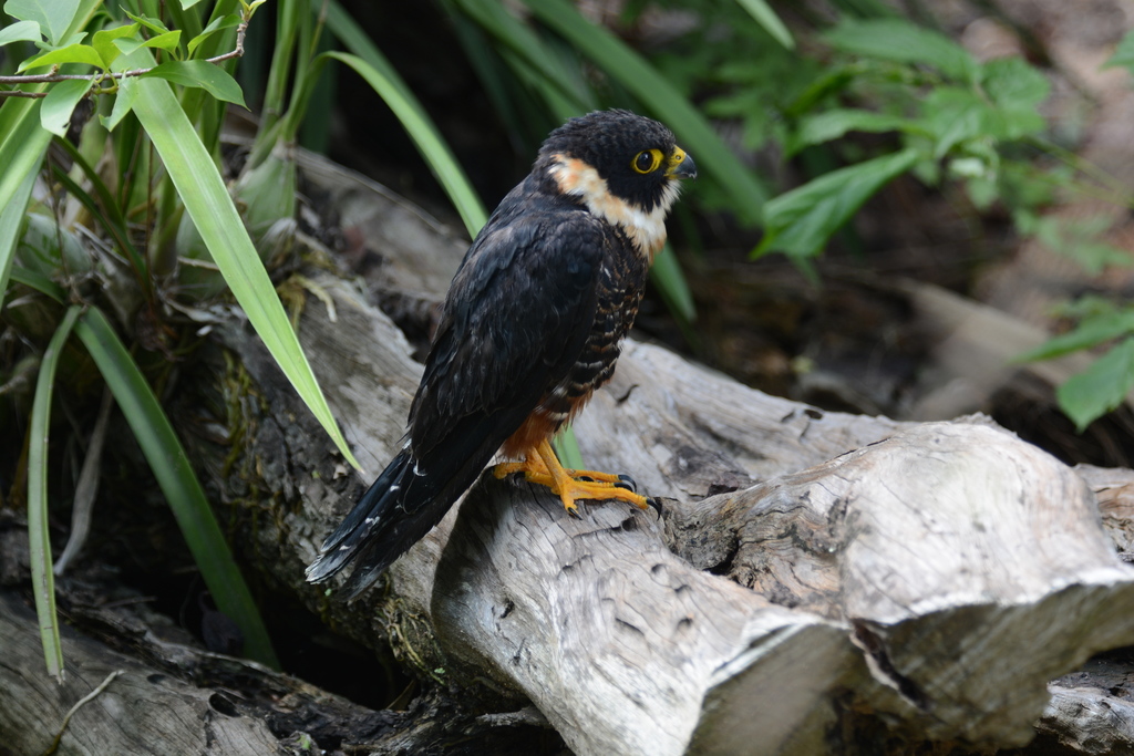 Bat Falcon from La Huerta, Jal., México on July 14, 2021 at 09:35 AM by ...
