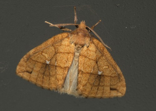 Xanthia rectilineata · NaturaLista Colombia