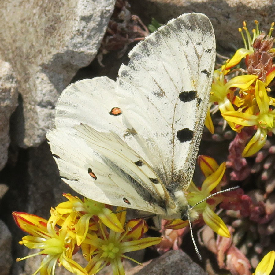 Rocky Mountain Parnassian from Strawberry Mountain, Grant County, OR ...