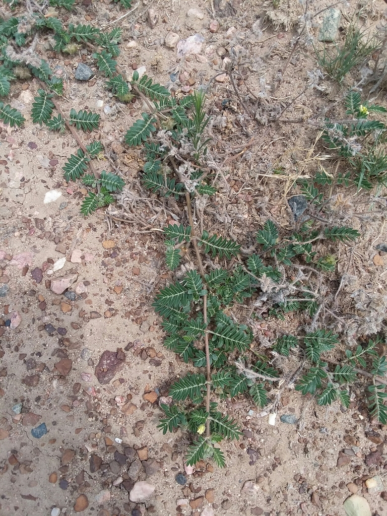 puncture vine from Nunn, CO 80648, USA on July 14, 2021 at 12:54 PM by ...