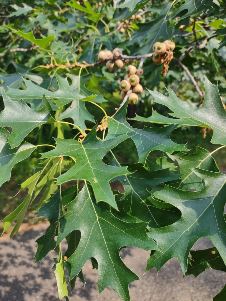 northern pin oak from Woodrow Township, MN, USA on July 14, 2021 at 04: ...