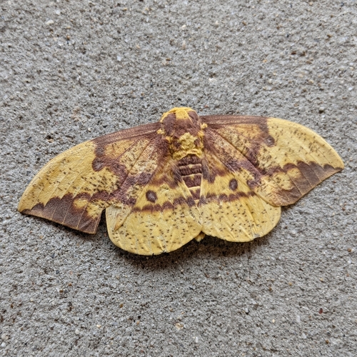Observations by biglaughinggym · iNaturalist