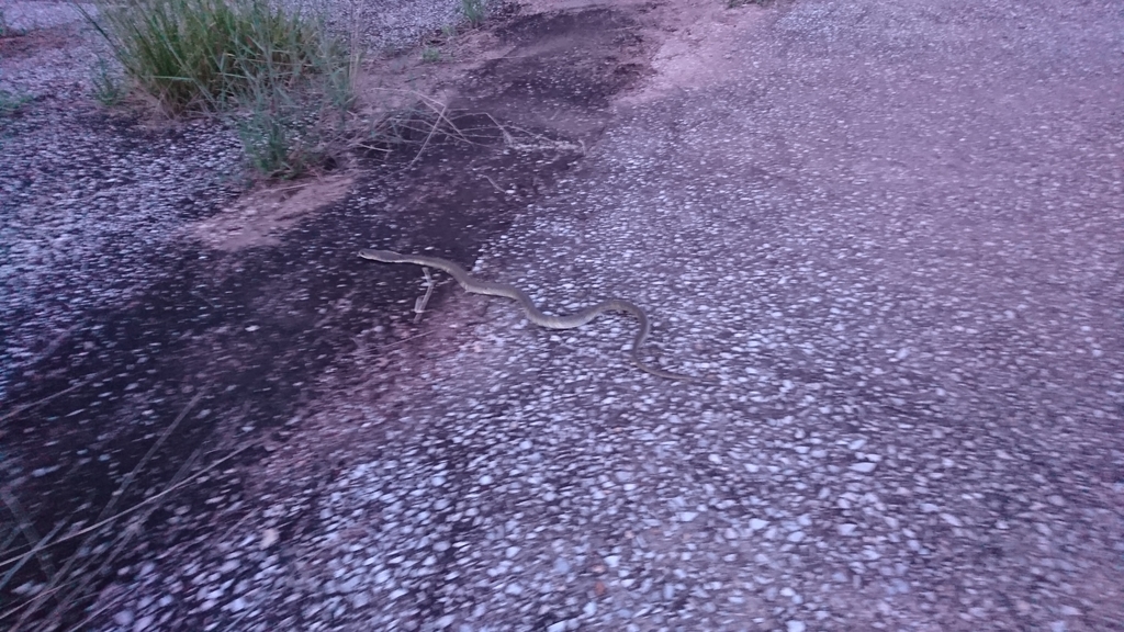 Indochinese Spitting Cobra (Naja siamensis) - Snakes and Lizards