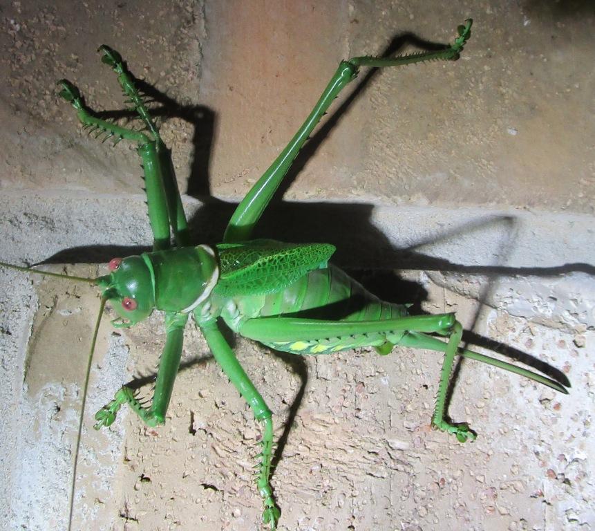 Red Eyed Devil Katydid