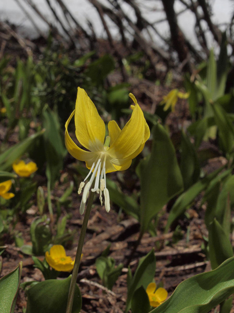 Yellow Glacier Lily from Paradise on July 09, 2014 by Susan. Sometimes ...