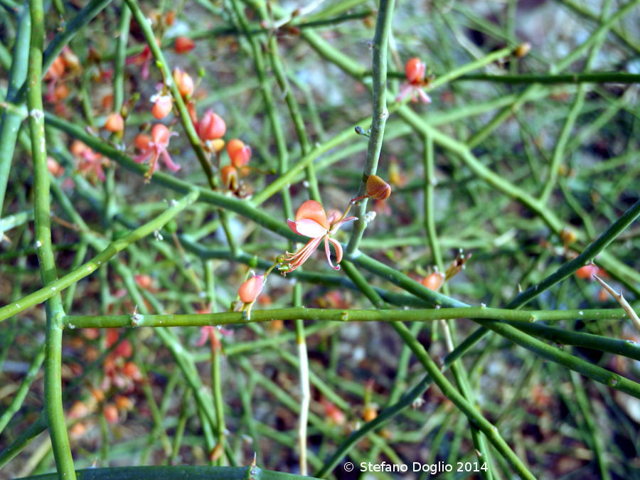 karira (Capparis decidua) - Botanical Realm