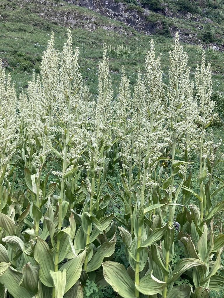Corn Lily from County Road 4, CO, US on July 14, 2021 at 04:17 PM by ...