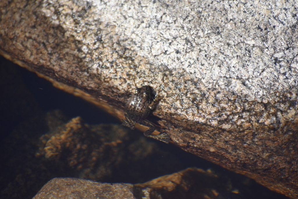Sierra Nevada Yellow-legged Frog in July 2021 by Max Roberts. Observed ...