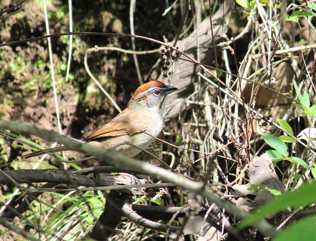 Rusty Sparrow from La Yesca, Nay., México on July 14, 2021 at 10:31 AM ...