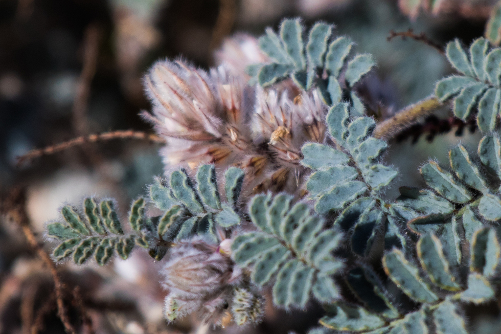 soft prairie clover (Death Valley in February) · iNaturalist