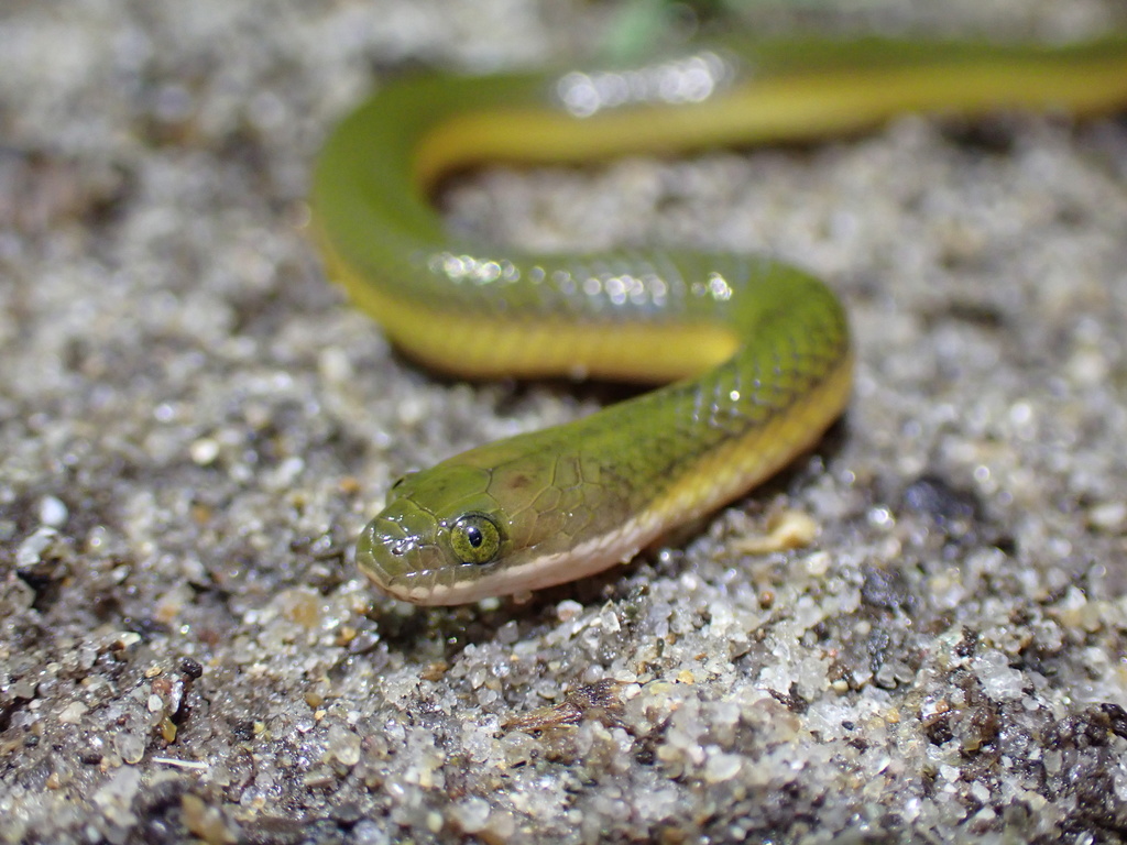 Murphy's mud snake from Sheung Shui, New Territories, HK on July 14 ...