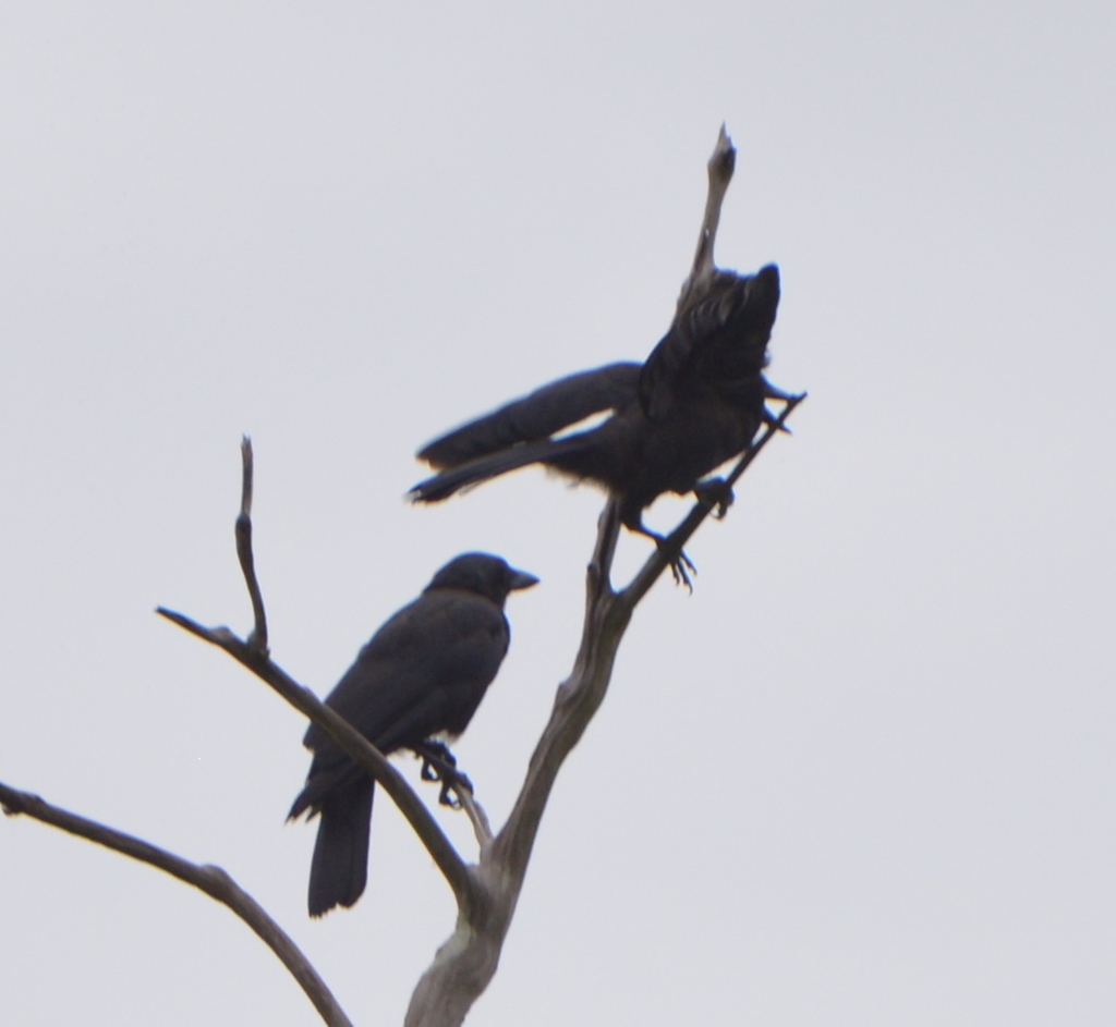 New Caledonian Crow (Corvus moneduloides) - Avian Discovery
