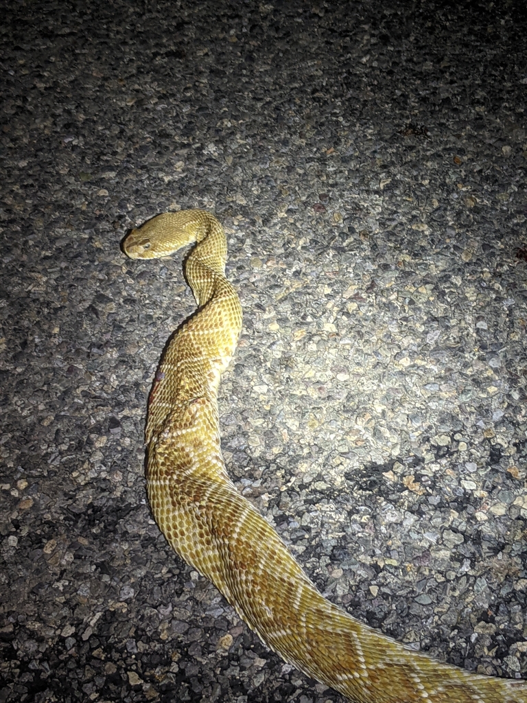 Basilisk Rattlesnake from 48892 Jalisco, Mexico on July 14, 2021 at 09: ...